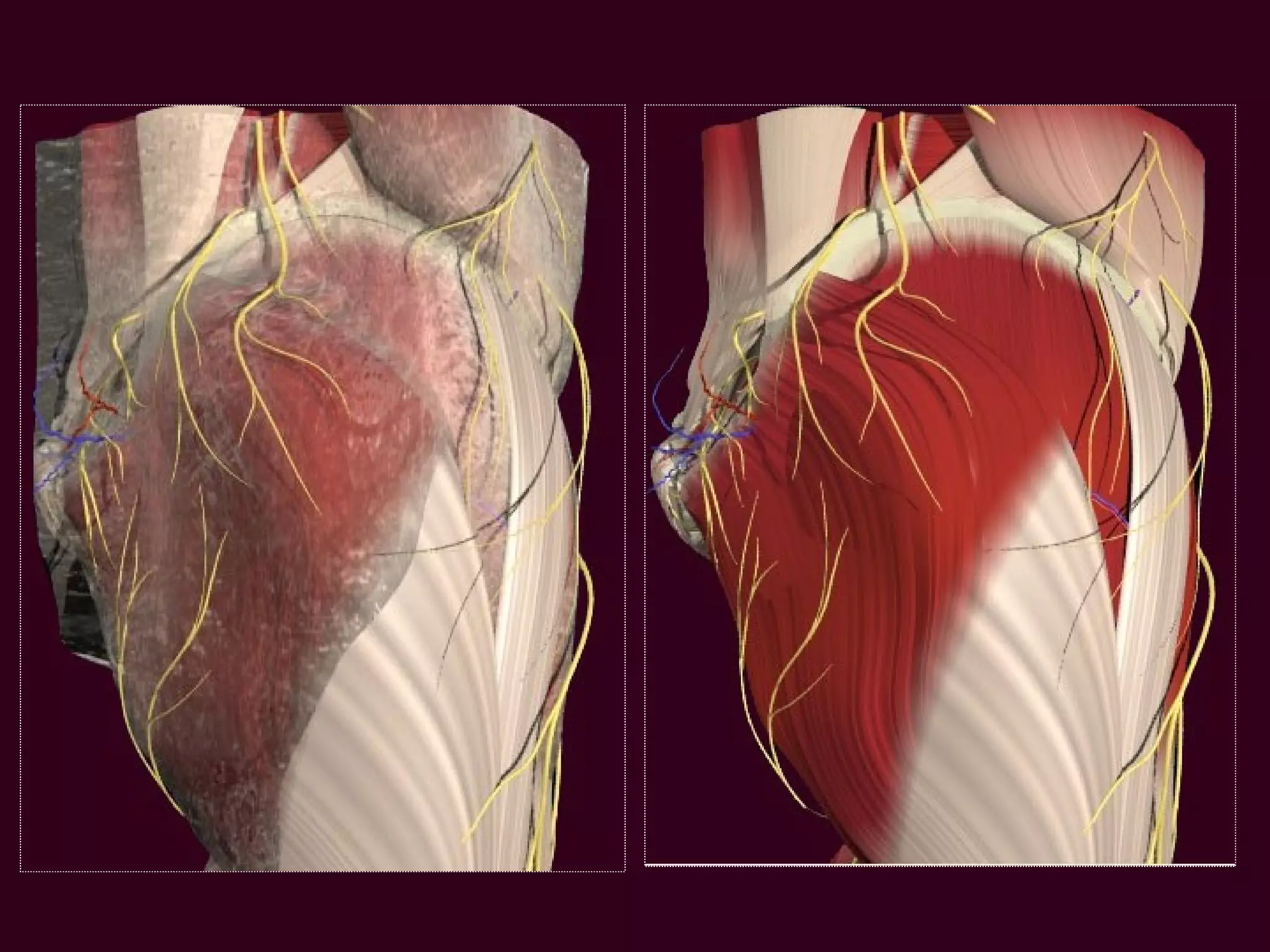 Hamstrings sciatic nerve | PPT