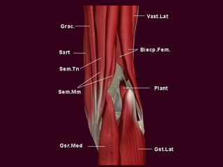 Hamstrings sciatic nerve | PPT