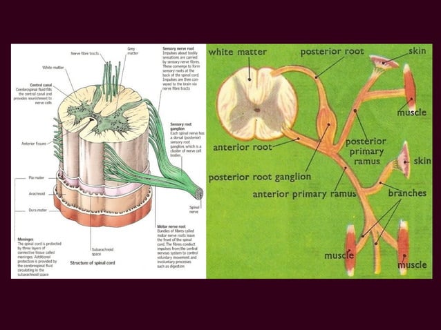 Hamstrings sciatic nerve | PPT