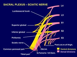 Hamstrings sciatic nerve | PPT