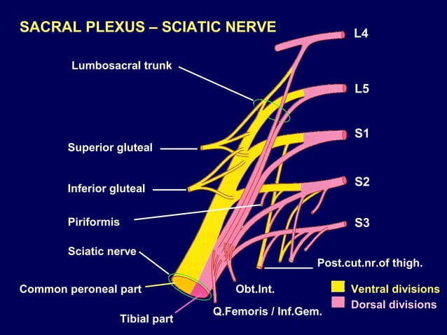 Hamstrings sciatic nerve | PPT