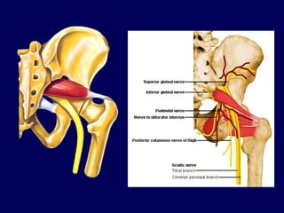 Hamstrings sciatic nerve | PPT