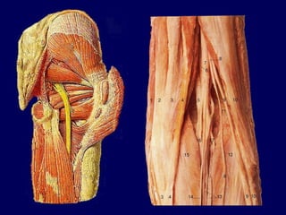 Hamstrings sciatic nerve | PPT