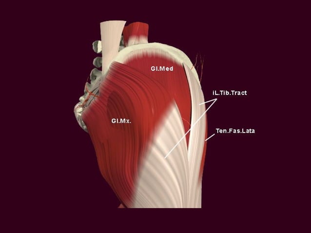 Hamstrings sciatic nerve | PPT | Free Download