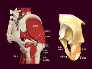 Hamstrings sciatic nerve | PPT
