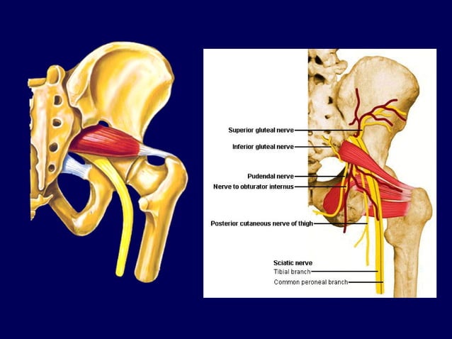 Hamstrings sciatic nerve | PPT