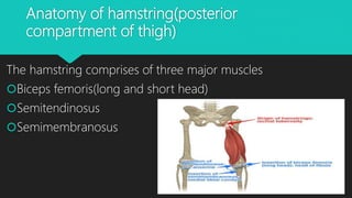 Hamstring strain | PPTX
