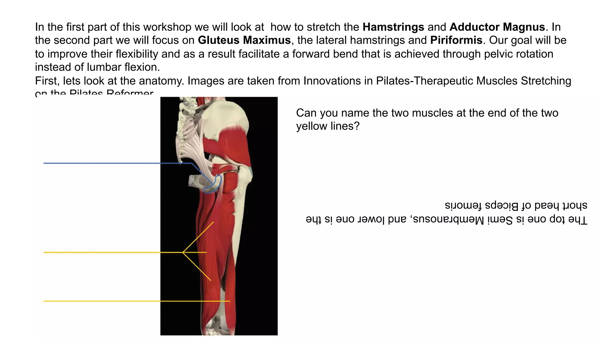 FREE HAMSTRINGS TUTORIAL | PDF