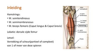 Hamstring tendinopathy | PPTX