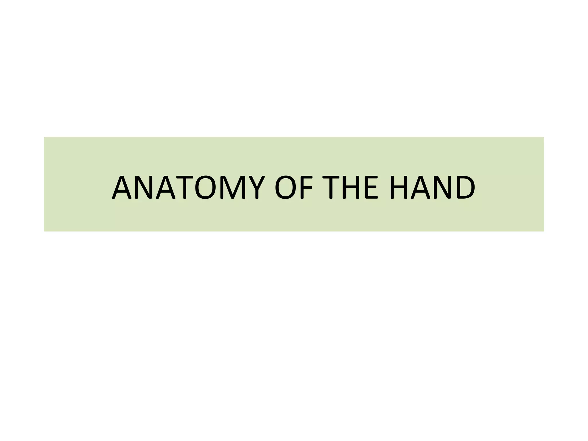 Ulnar Nerve Anatomy Hand