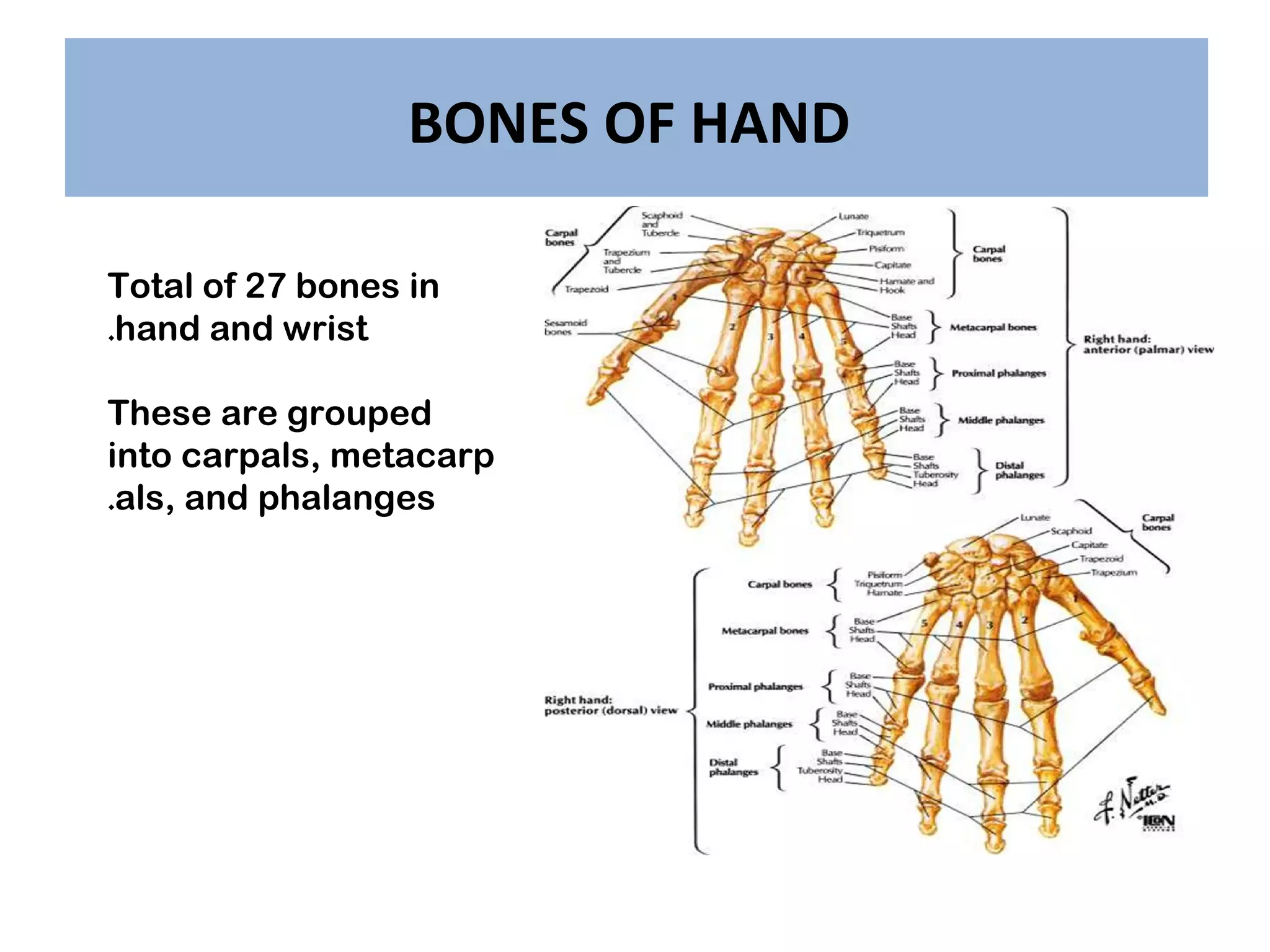 Anatomy of Hand | PPT