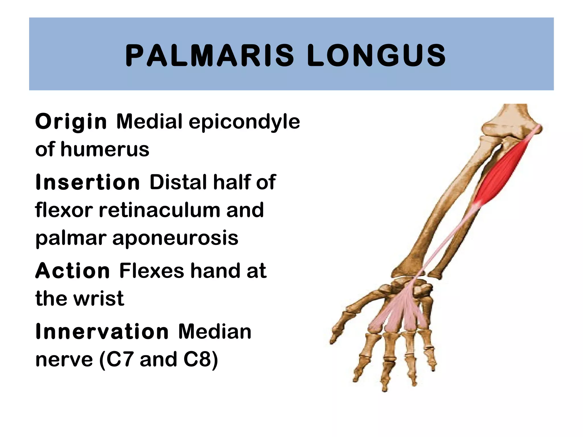 Anatomy of Hand | PPT