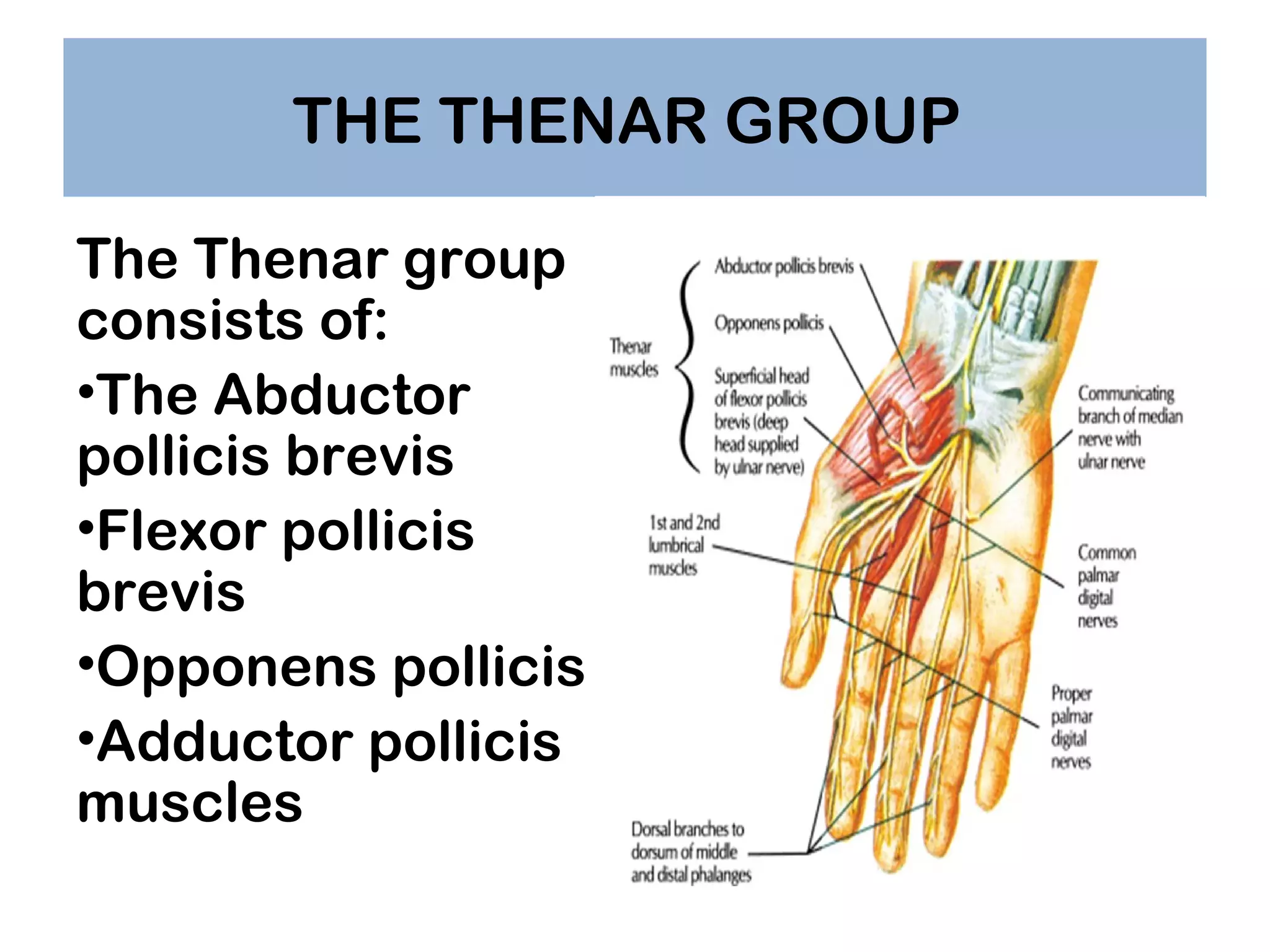Anatomy of Hand | PPT