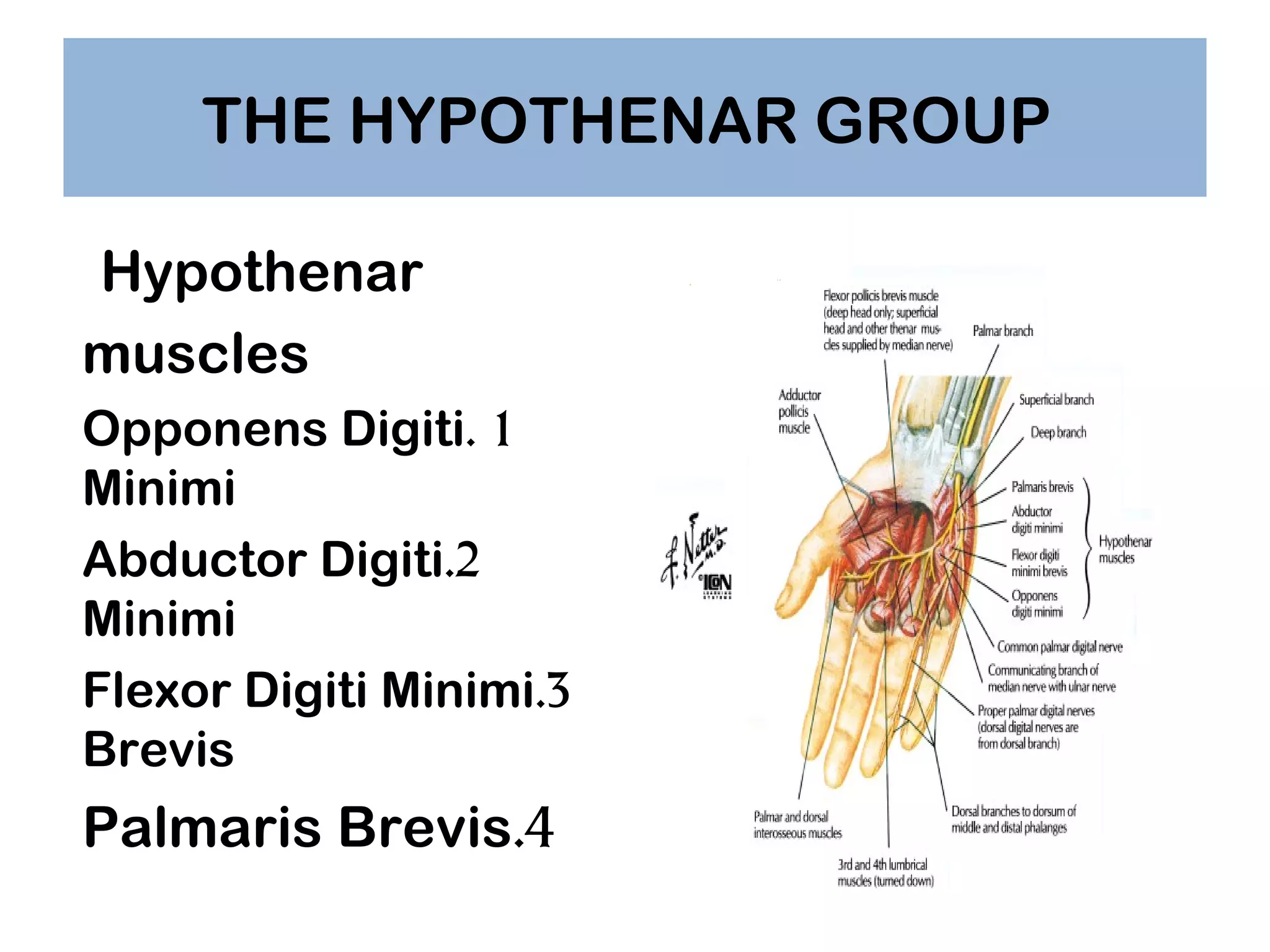 Anatomy of Hand | PPT