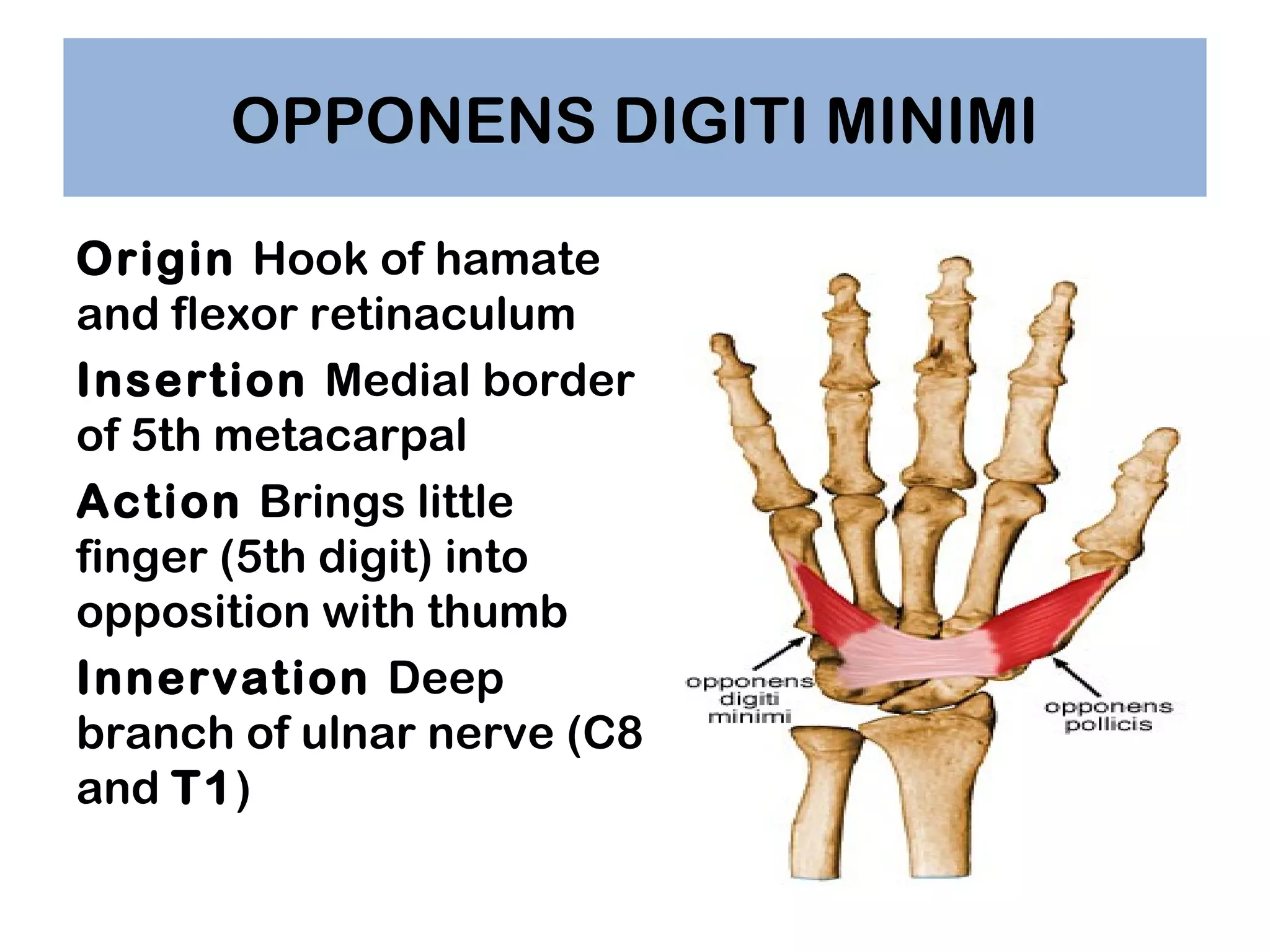 Anatomy of Hand | PPT