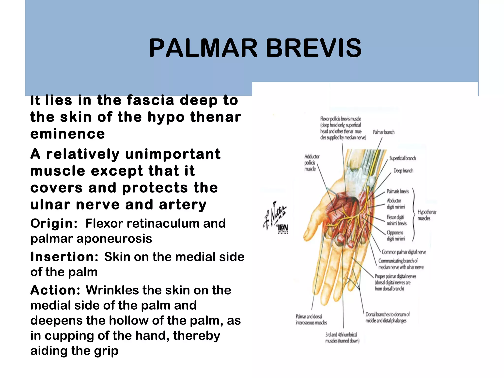 Anatomy of Hand | PPT