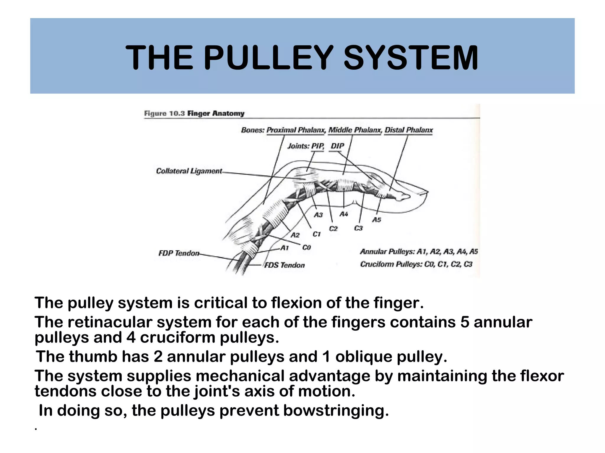 Anatomy of Hand | PPT