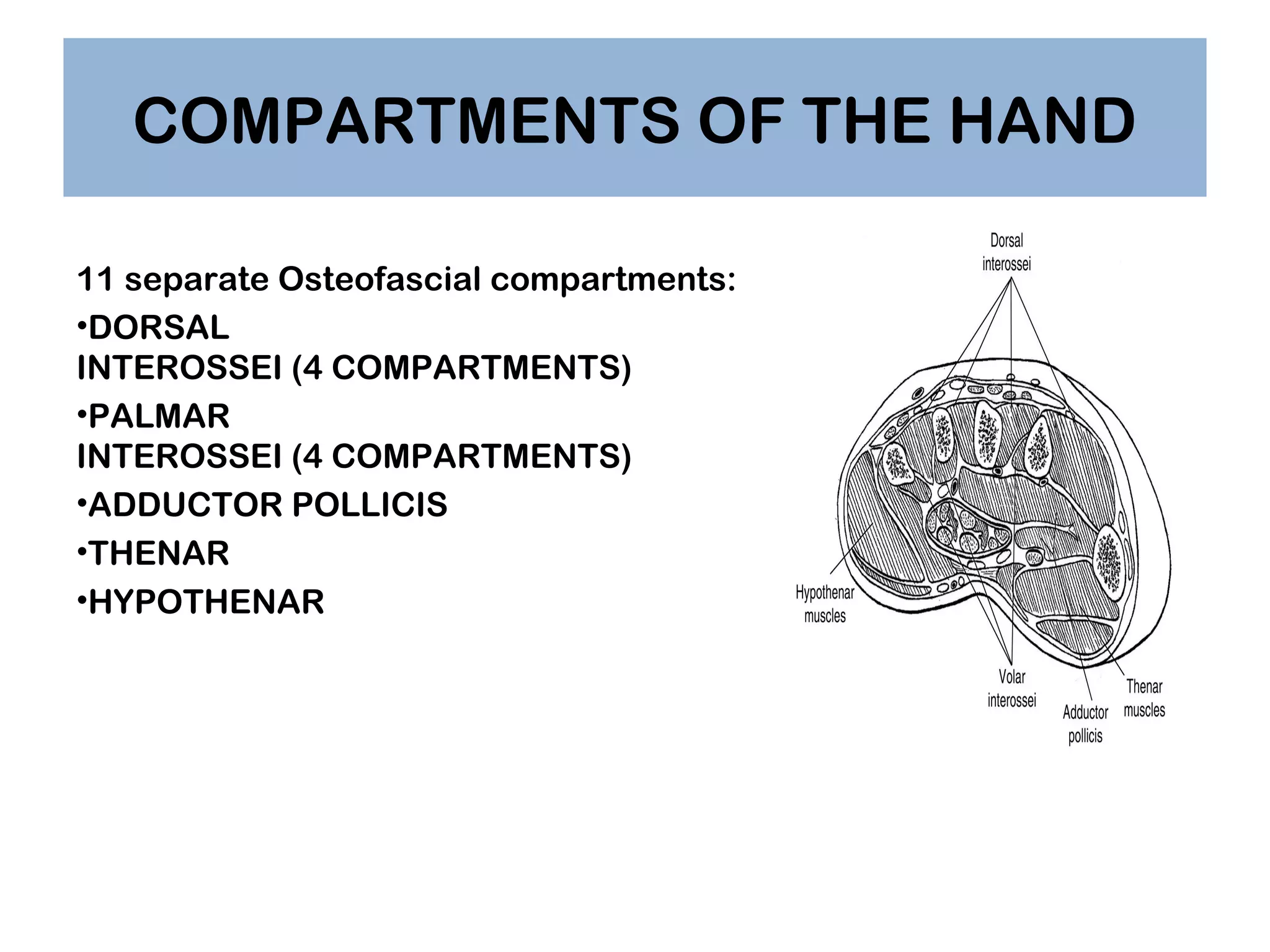Anatomy of Hand | PPT
