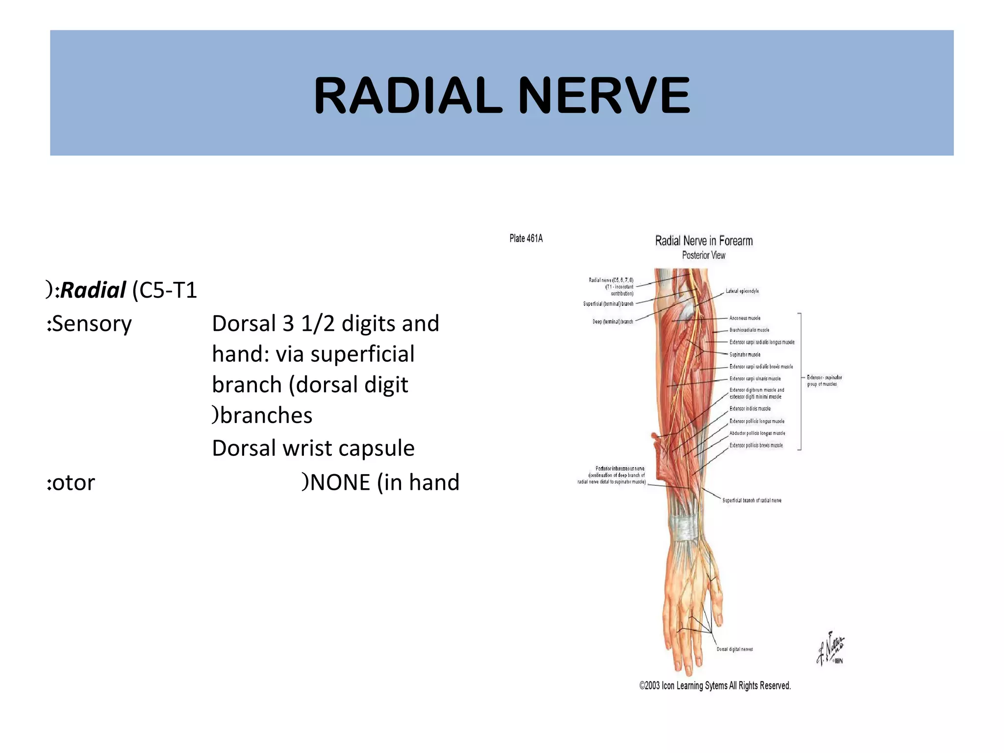 Anatomy of Hand | PPT