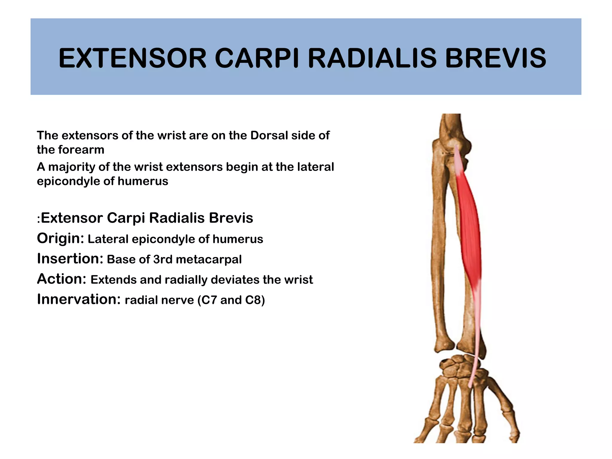 Anatomy of Hand | PPT