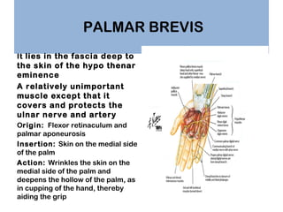 Anatomy of Hand | PPT