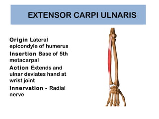 Extensor Digitorum Origin And Insertion
