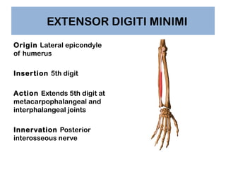 Extensor Digiti Minimi Hand
