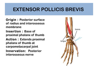 Extensor Pollicis Brevis Origin And Insertion