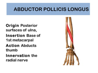 Flexor Pollicis Brevis Origin And Insertion