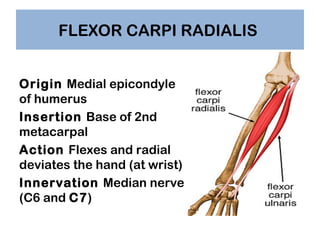 Wrist Flexion And Extension Muscles