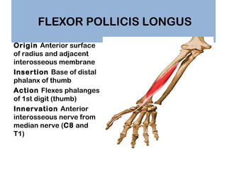 Extensor Pollicis Brevis Origin And Insertion