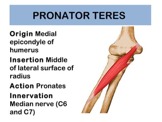 Pronator Teres Origin And Insertion