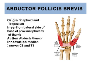 Flexor Pollicis Brevis Origin And Insertion