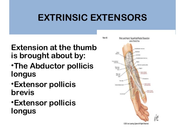 Extrinsic Thumb Muscles