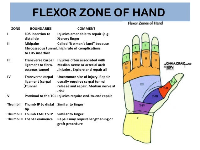 Anatomy of Hand