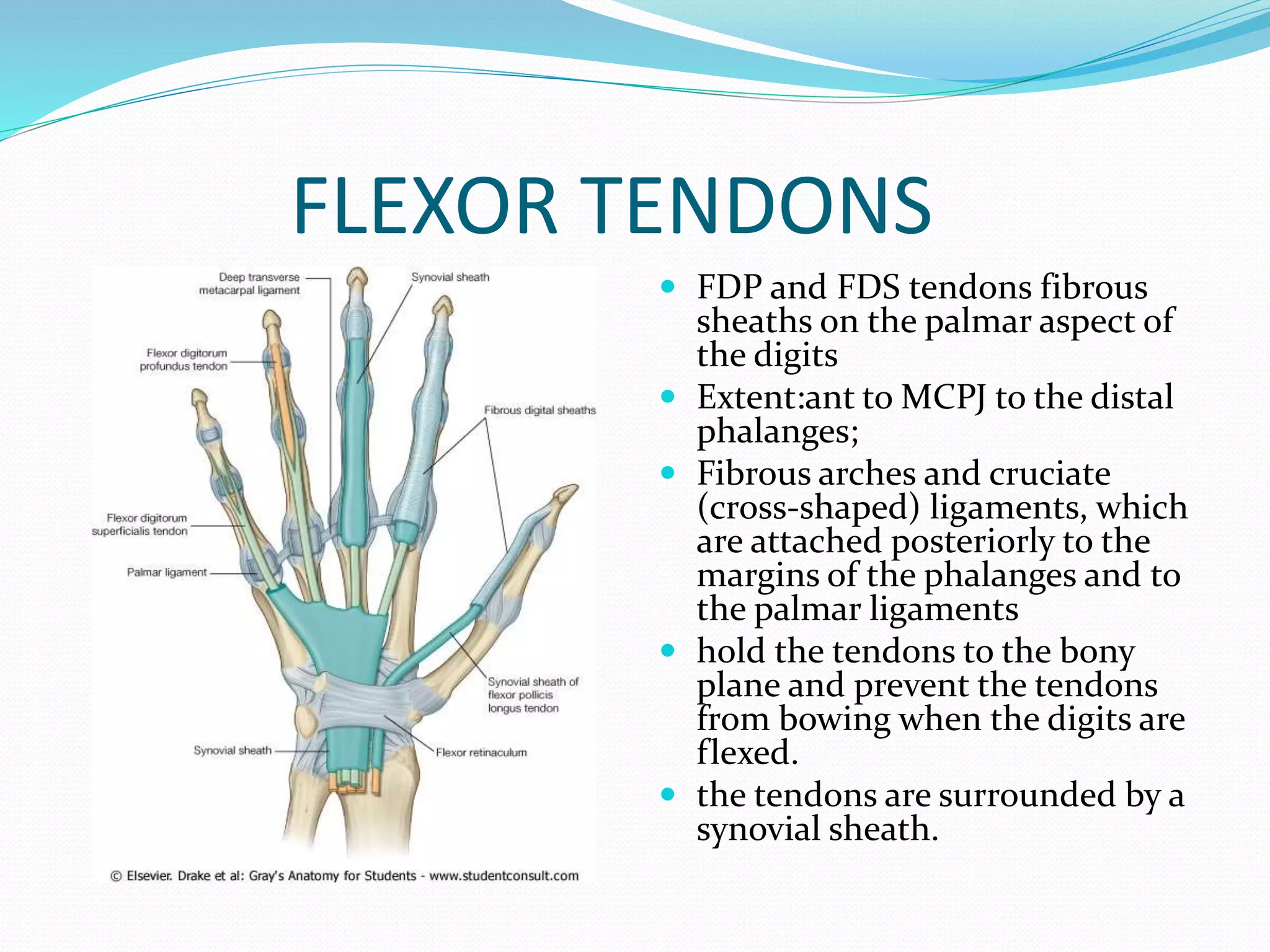 Tendon injuries of hand | PPTX