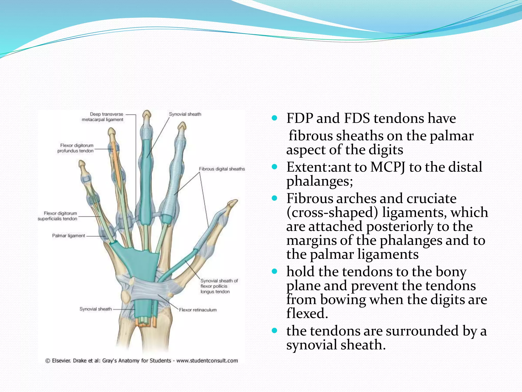 Tendon injuries of hand | PPTX