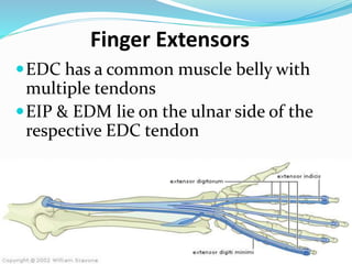 Tendon injuries of hand | PPTX