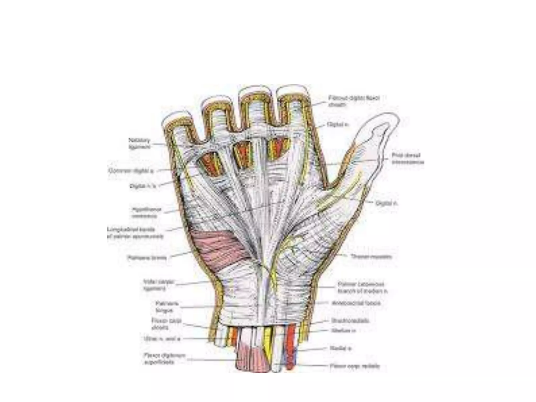 Anatomy of the Hand By Dr. G kamau | PPTX