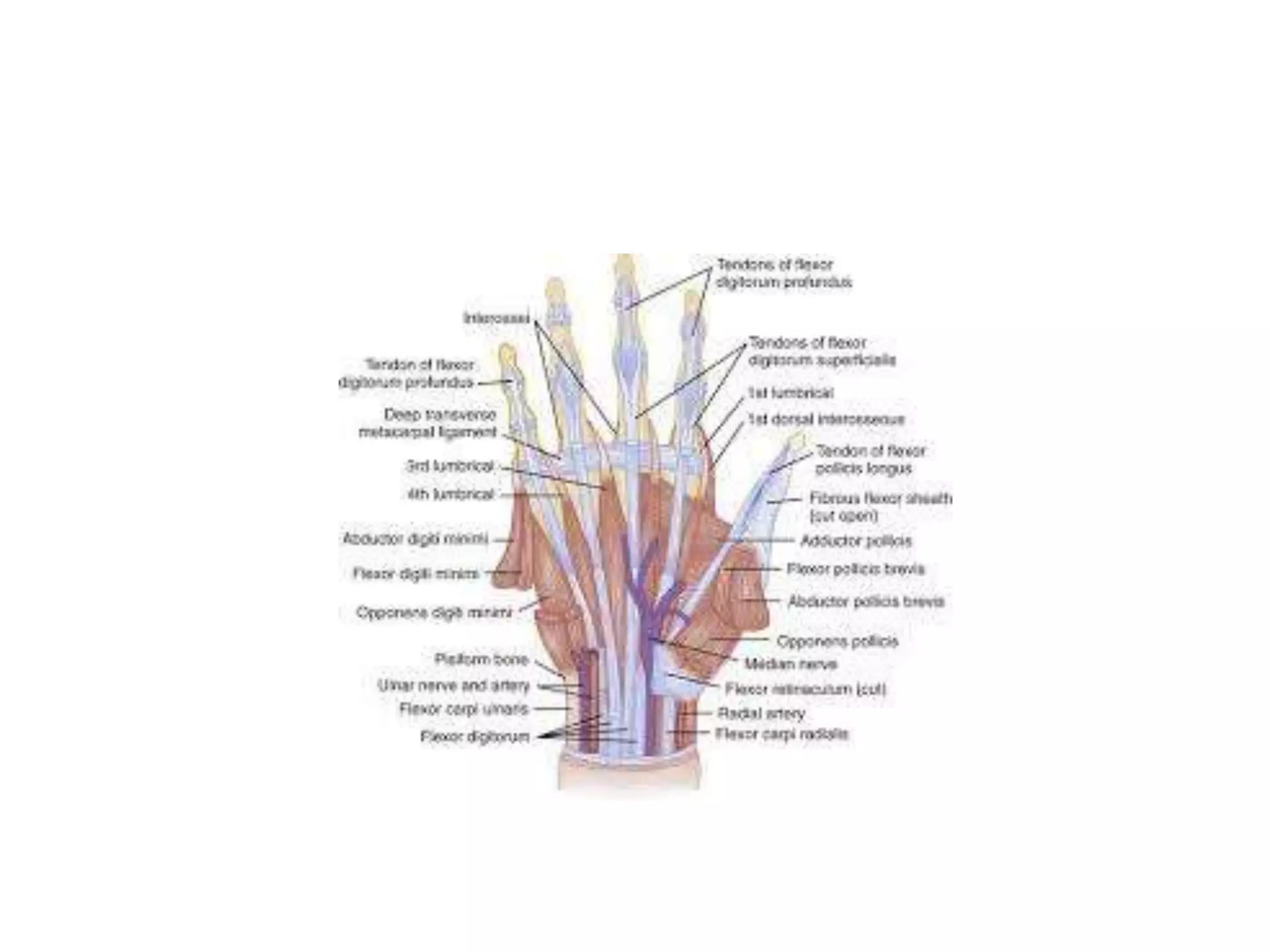 Anatomy of the Hand By Dr. G kamau | PPTX