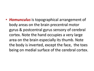 Anatomy of the Hand By Dr. G kamau | PPTX