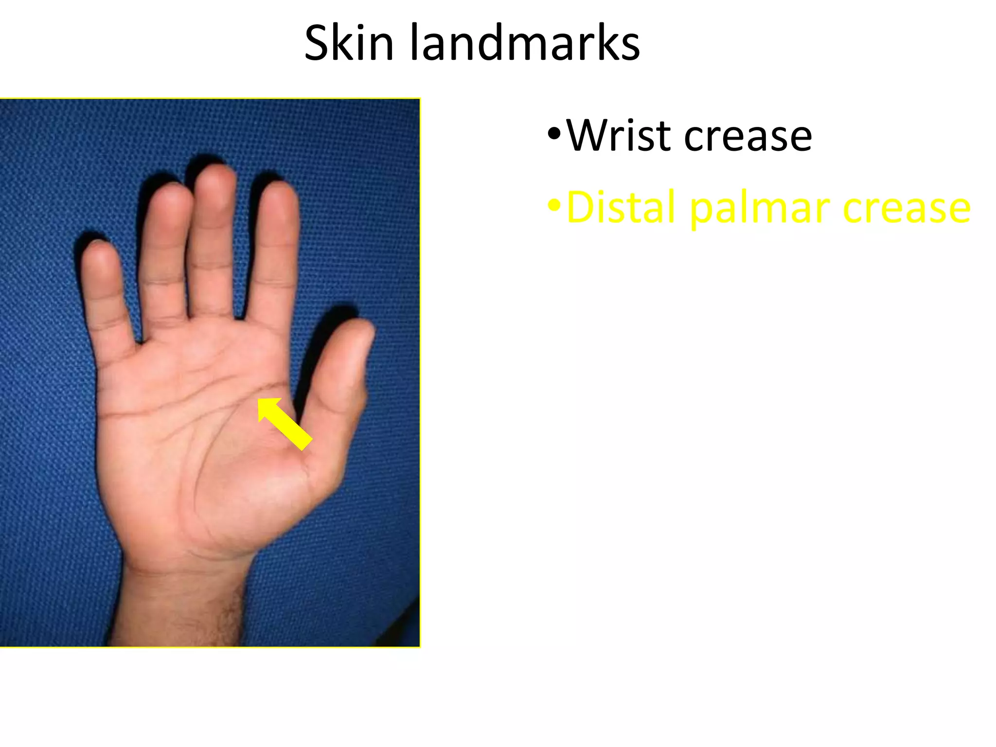 Hand surface anatomy | PPTX