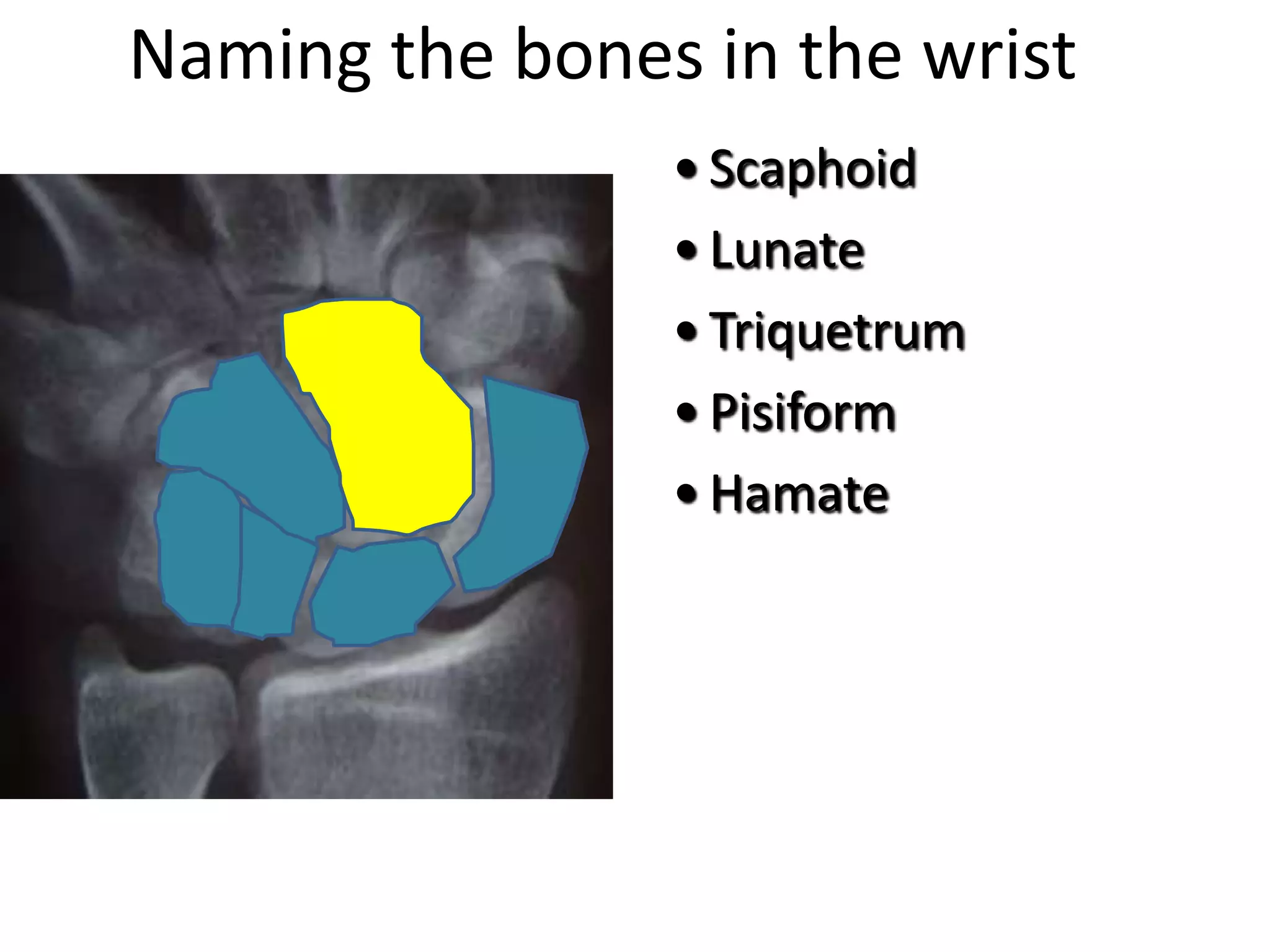 Hand surface anatomy | PPTX