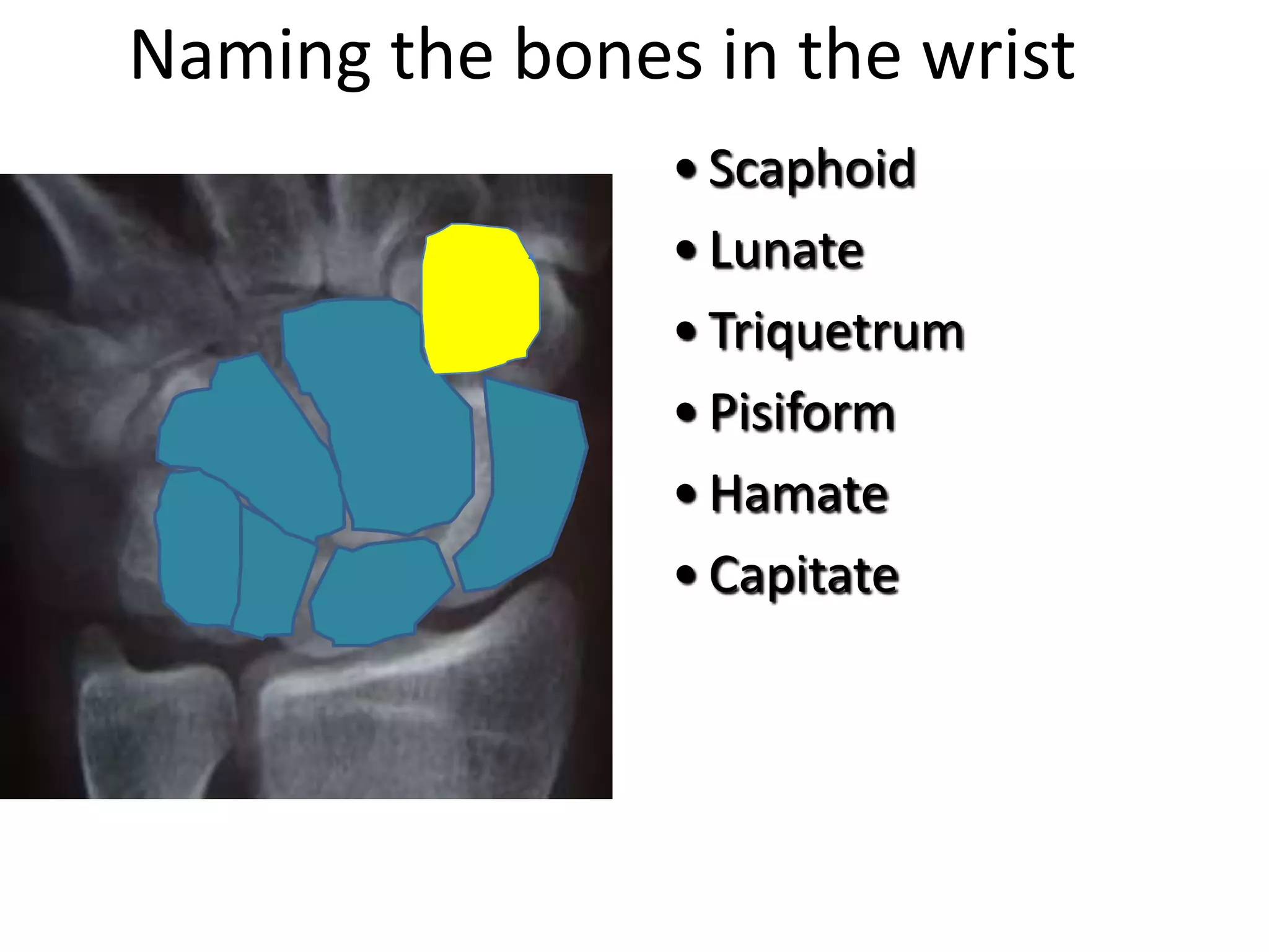 Hand surface anatomy | PPTX