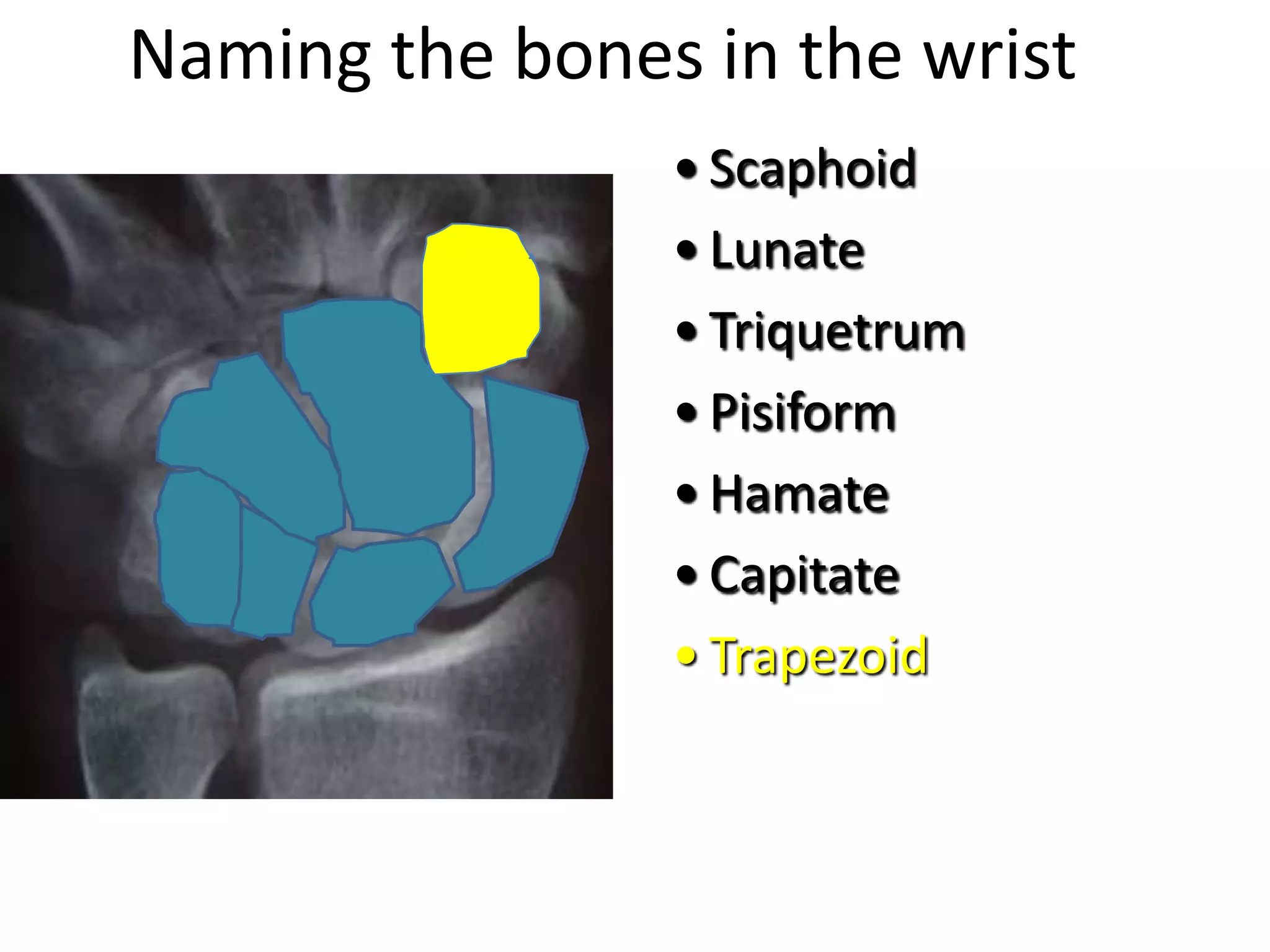 Hand surface anatomy | PPTX