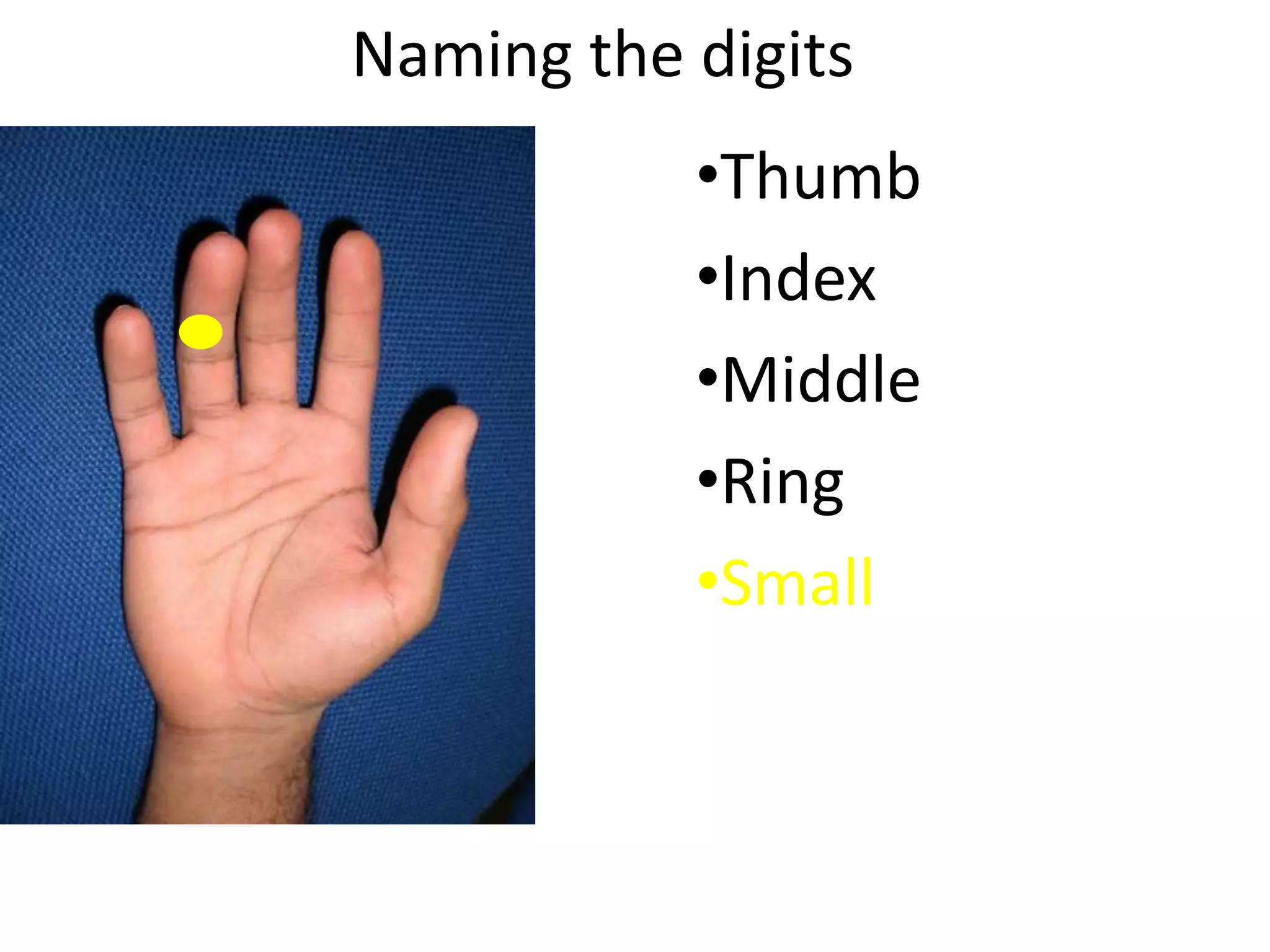 Hand surface anatomy | PPTX | First Aid | Injuries