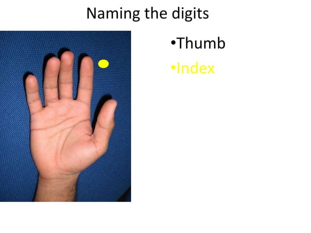 Hand surface anatomy | PPTX | First Aid | Injuries