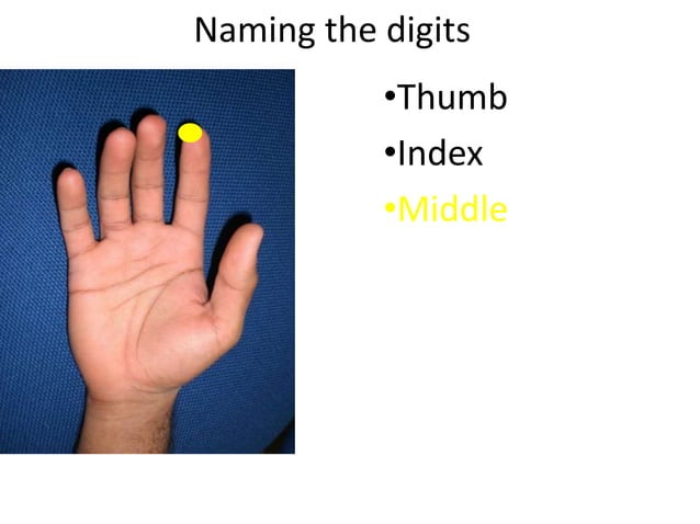 Hand surface anatomy | PPTX | First Aid | Injuries
