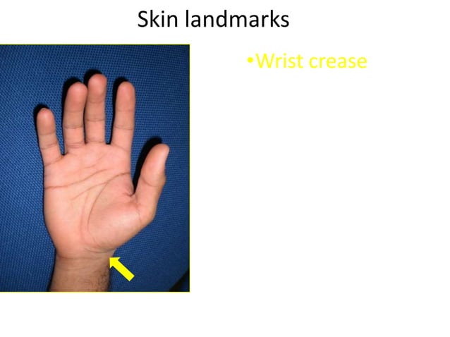 Hand surface anatomy | PPTX | First Aid | Injuries