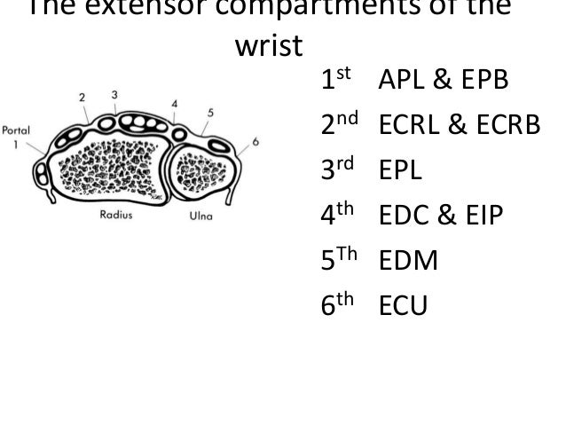Hand surface anatomy